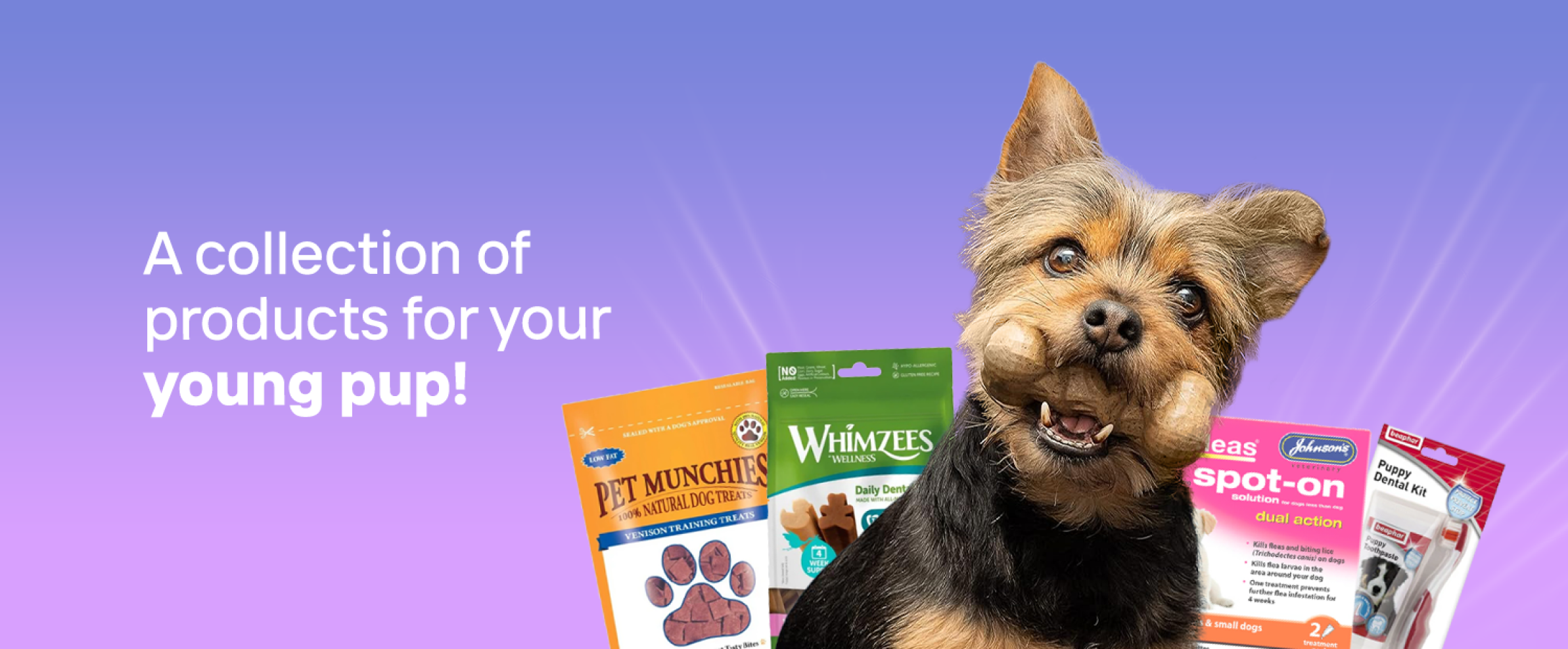 Puppy – BusterPets